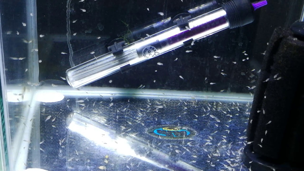 Green Terror Cichlid Fry update - YouTube