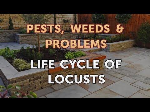 How Many Life Stages Do Locusts Have