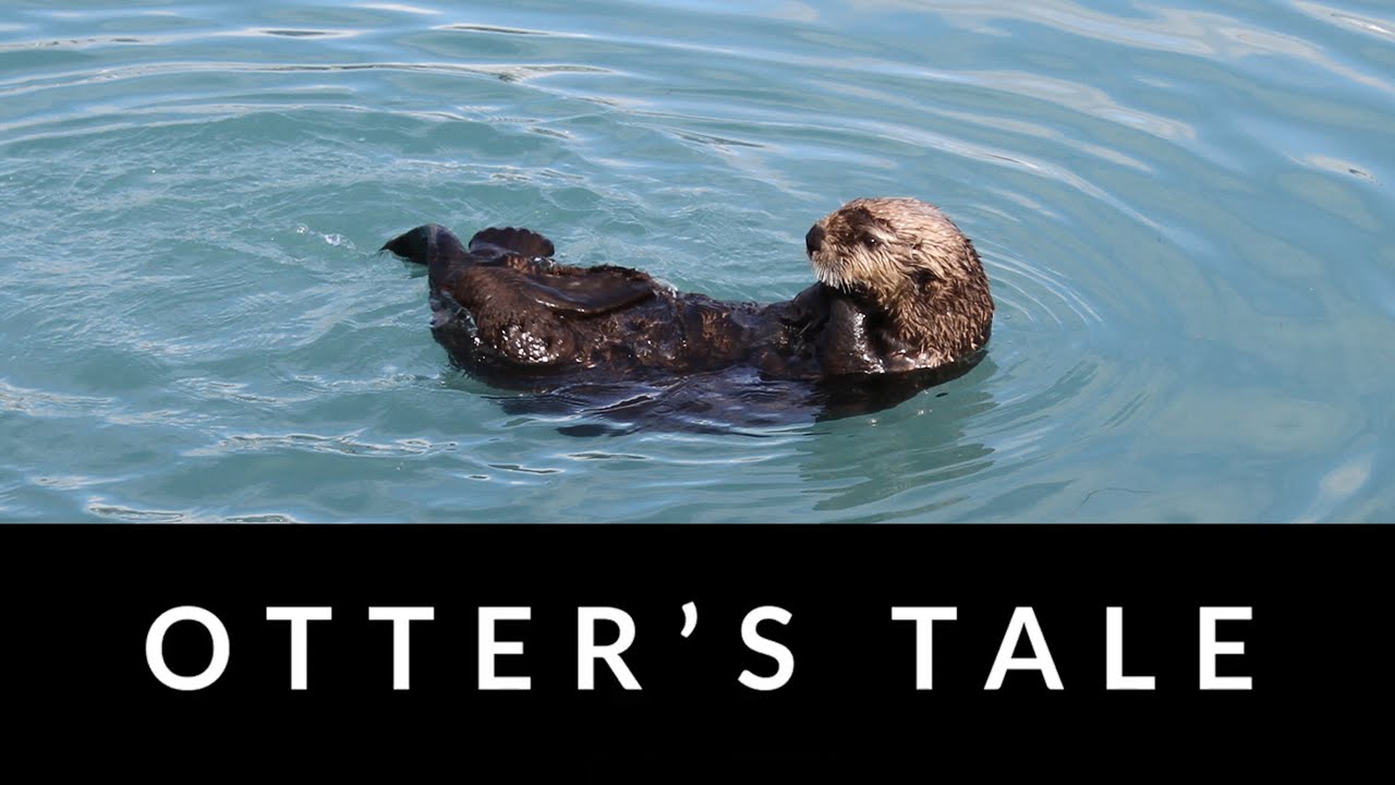 Otter's Tale: A Delightful Children's Story of Alaska - YouTube