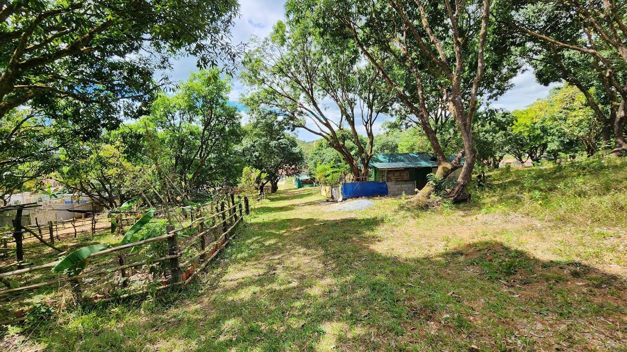 Mango Farm Lot with 140 mango trees in Antipolo City #farmlife # ...