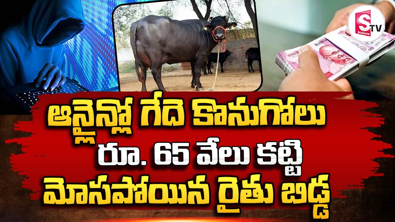 Farmer Son Looted In Online Scam | Online Buffalo Selling Scam ...
