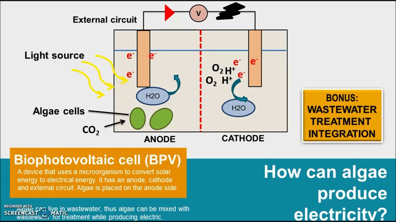 Producing electricity from wastewater using algae - YouTube