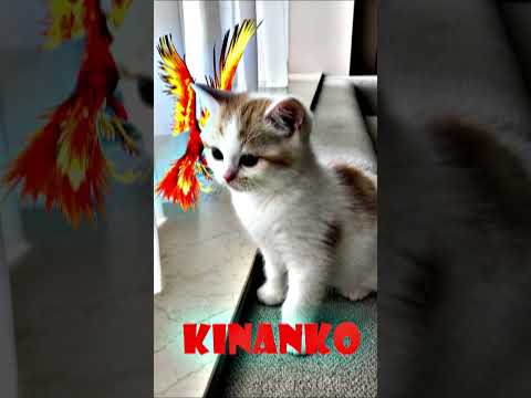 #287 Reduce Interlace Flickerというエフェクト使ってみた！ - YouTube