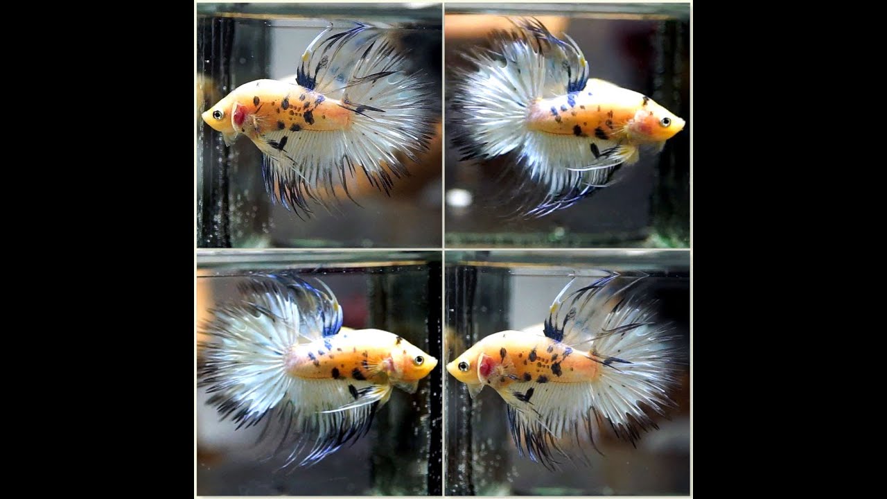 Betta Fish Fancy BLUE MARBLE DOTS Crowntail CT Male C262 - YouTube