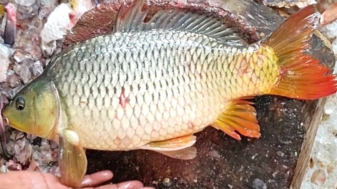 Nonstop Live Gravid Fish Cutting And fillet | Gravid Fish Cutting ...