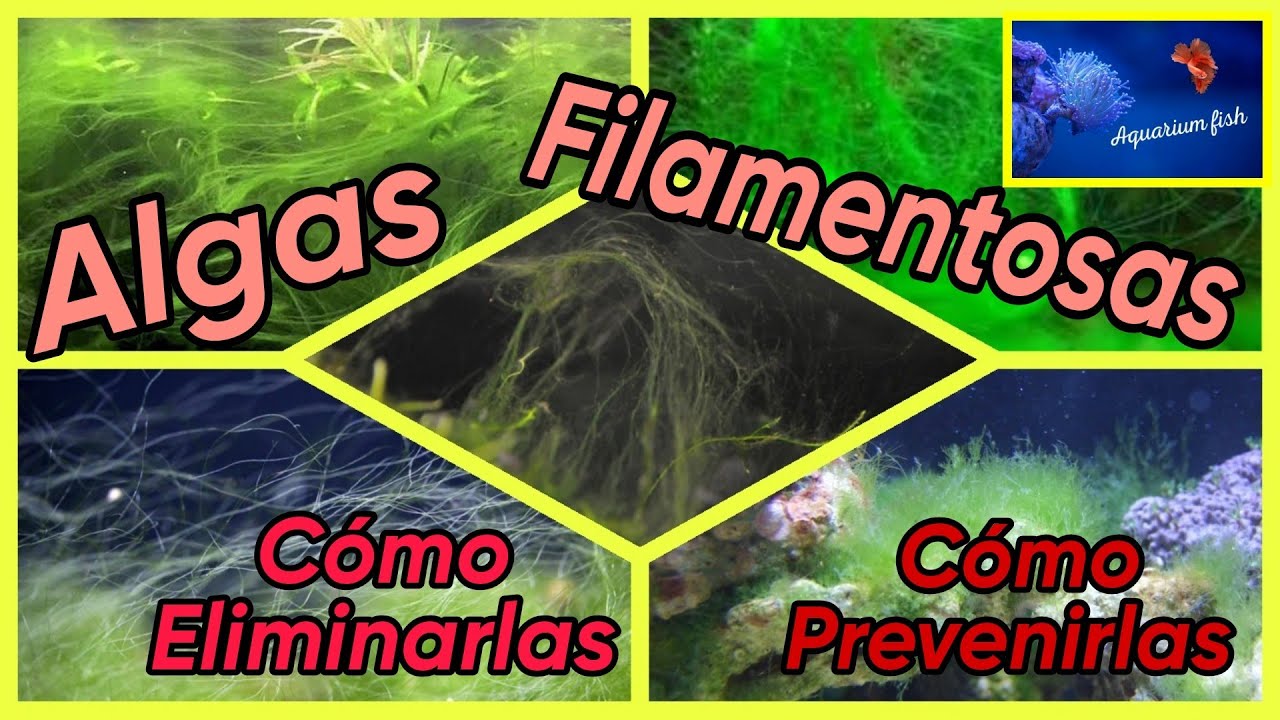 Algas Filamentosas en el acuario - YouTube