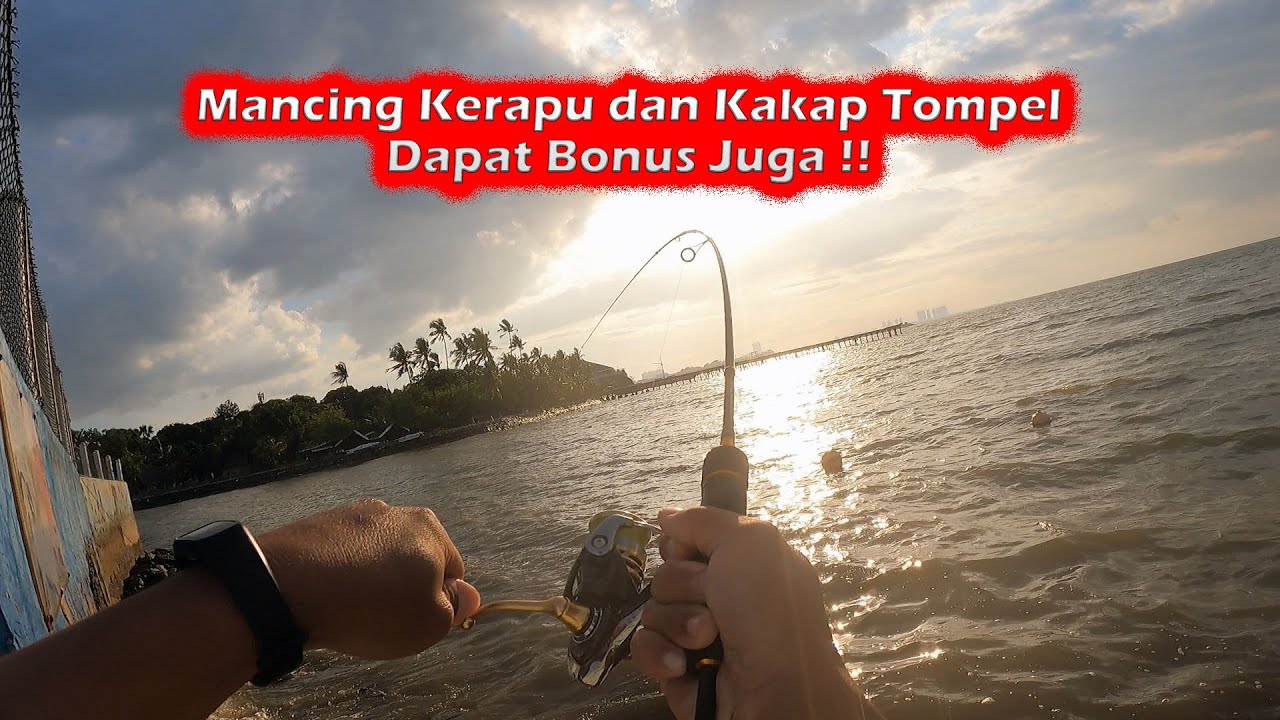 Mancing Kakap Tompel dan Kerapu di Ancol Dapat Bonus Spesies Lainnya ...