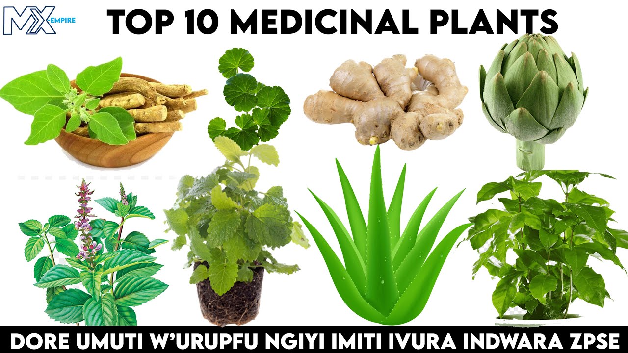 umuti windwara nka Cancer,Ummwijima,||IBIMERA 10 BIVAMO IBIBI BYOSE UZI ...