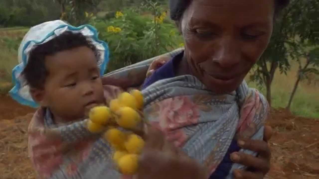 Des agriculteurs malgaches adoptent l'agro-écologie - YouTube