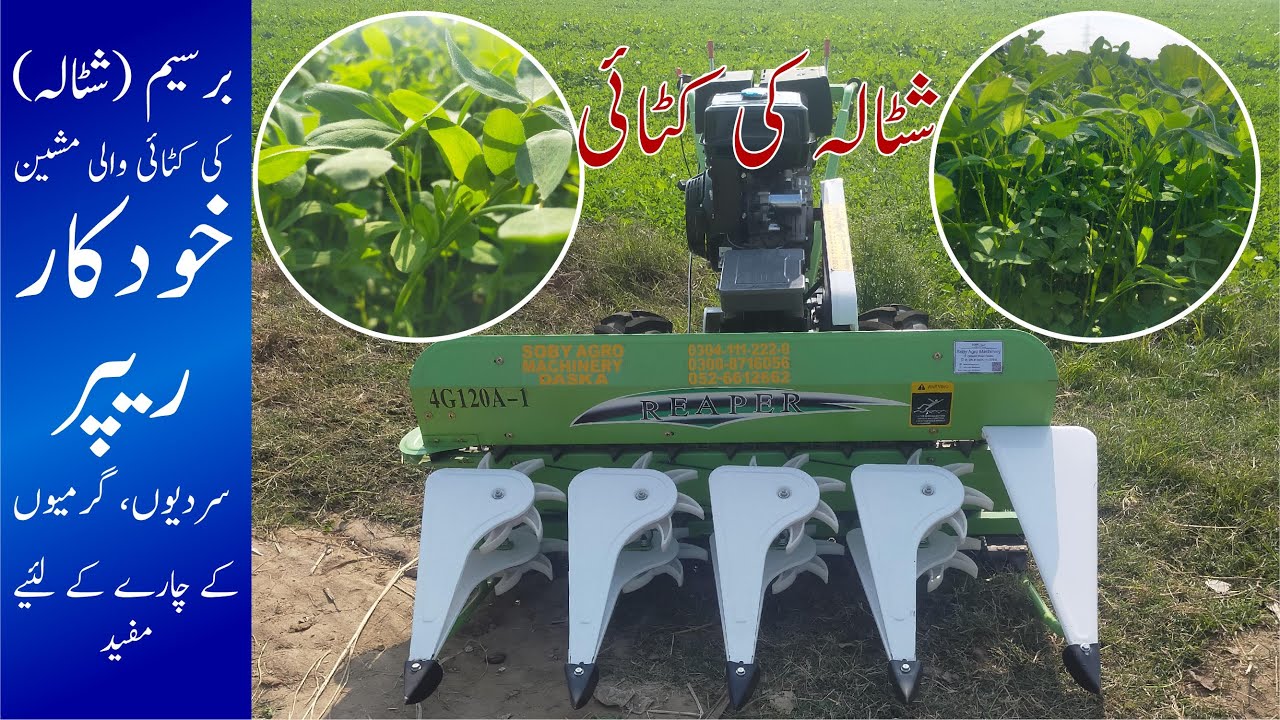 Barseem harvesting || Fodder Cutting Machine || شٹالہ کی کٹائی || Soby Agro Machinery - YouTube