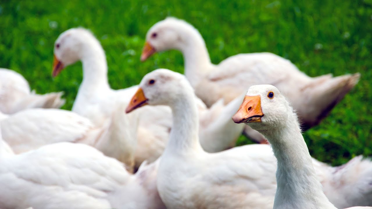 GOOSE FARM - THE PROCEDURE ON LIVER FATTENING - YouTube