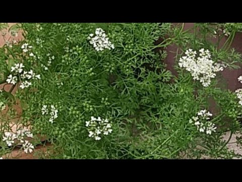 Coentro plantado ao redor do vaso produzindo flores e sementes. - YouTube