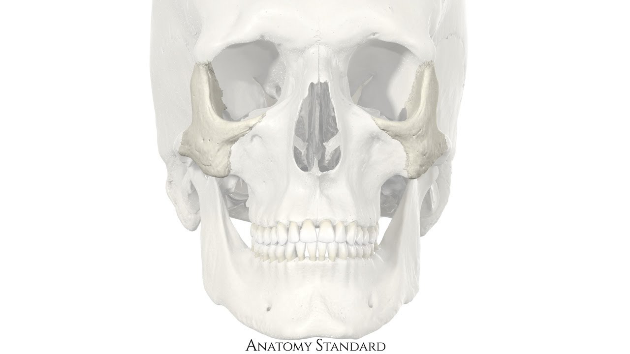 Anatomy Standard for Viscerocranium: Zygomatic Bones - YouTube