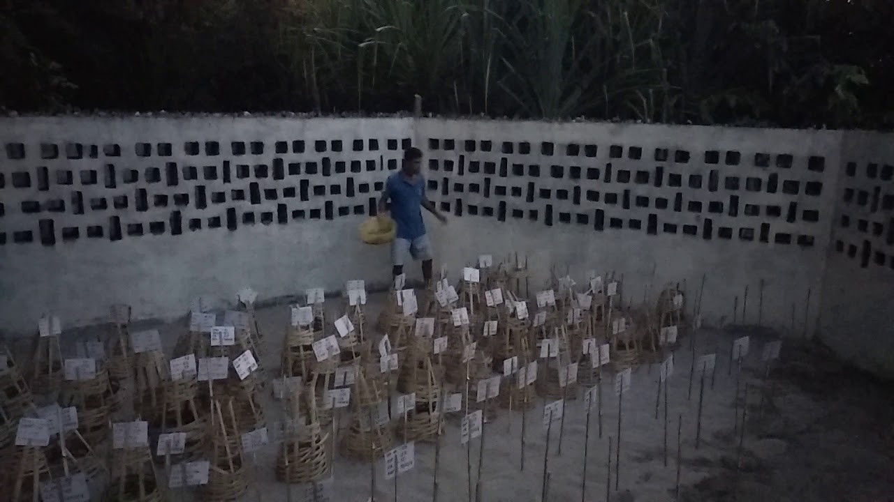 Turtle nesting at Kalipur beach Diglipur Feb 2018 - YouTube