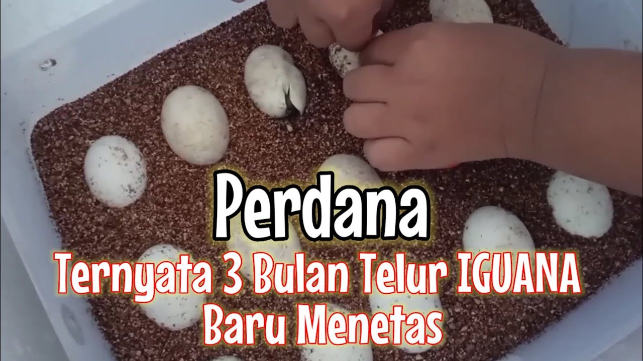 PERTAMA KALI MENETASKAN TELUR IGUANA - YouTube