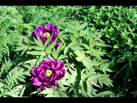 Purple Tree Peony - YouTube