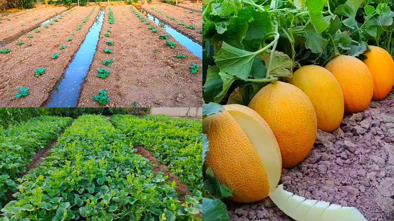 Uy sharoitida qovun yetishtirish / Growing melons at home - YouTube