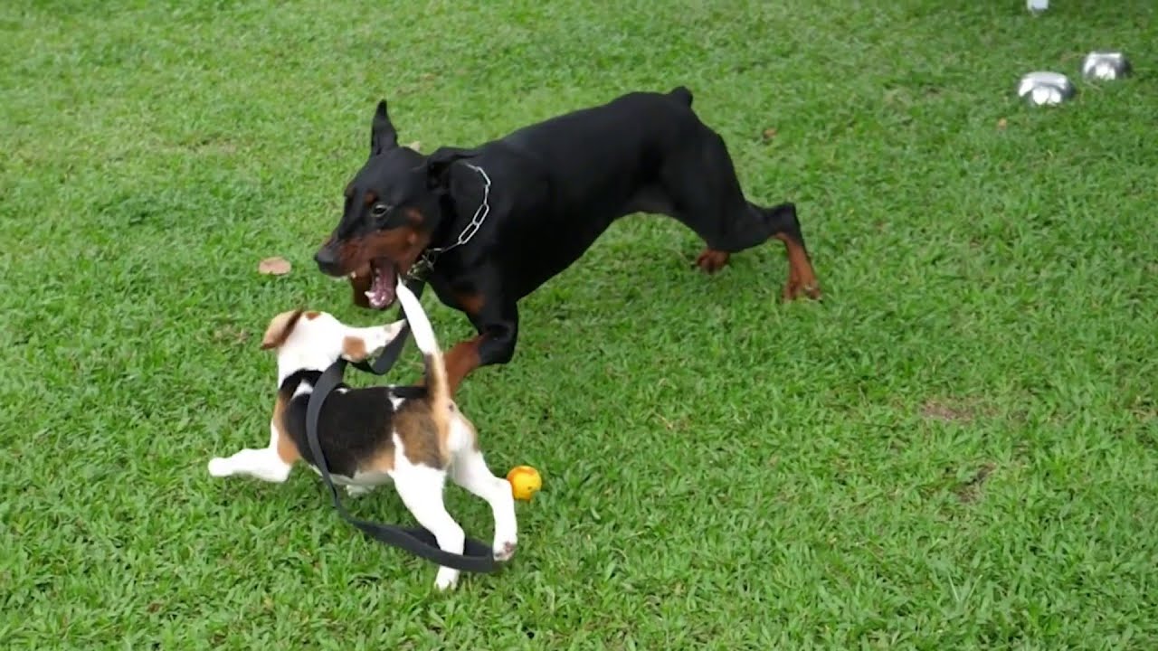 Staying safe from dangerous dogs: What to do during and before an ...