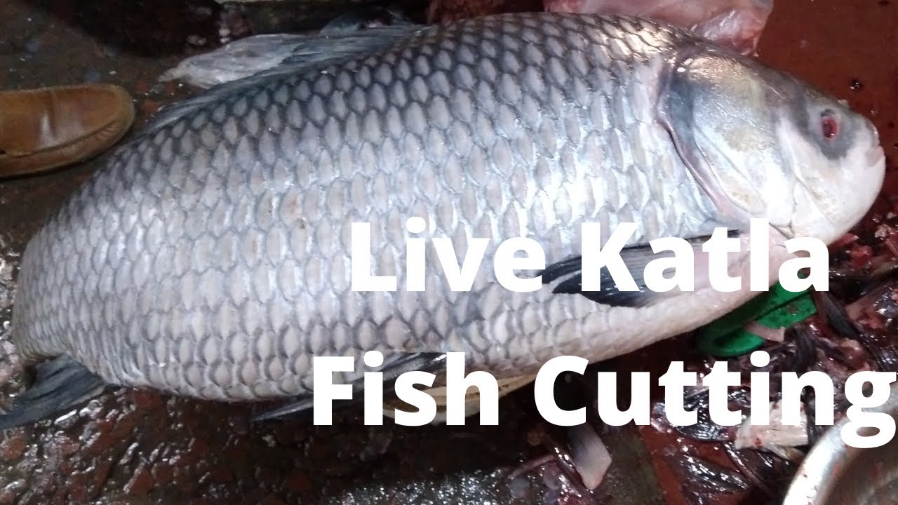New Katla Fish Cutting Amazing Katla || Live Katla Fish Cutting and ...