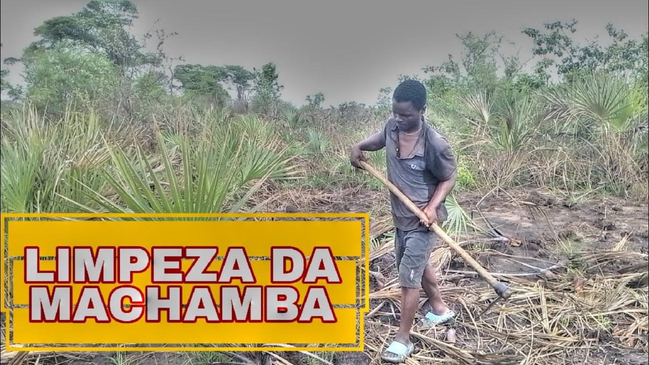 Retirando arbustos de palmitos na machamba - YouTube