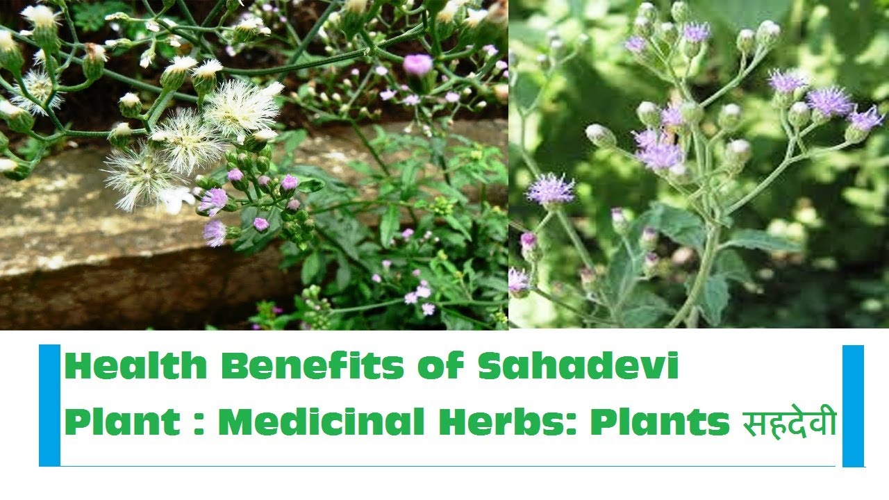 Amazing Health Benefits of Sahadevi plant (Vernonia cinerea): Medicinal ...