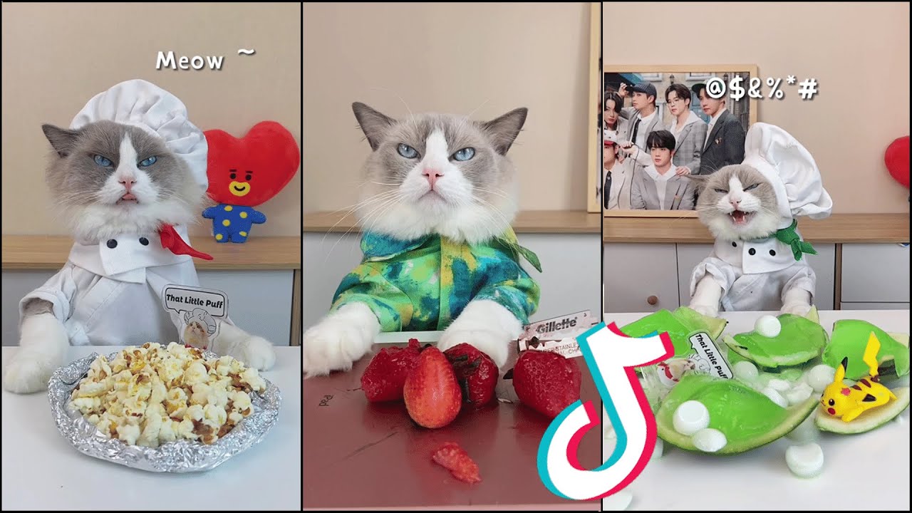 💕 that little puff tiktok compilation | cooking cat #2 - YouTube