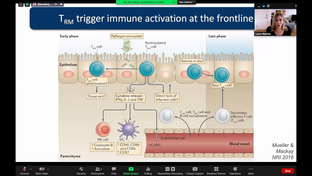 Differentiation Of Tissue Resident Lymphocytes By Dr Laura Mackay Youtube