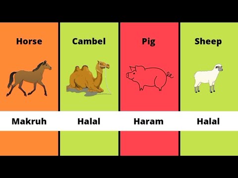Halal and Haram & Makruh Animal and Birds in Islam. - YouTube