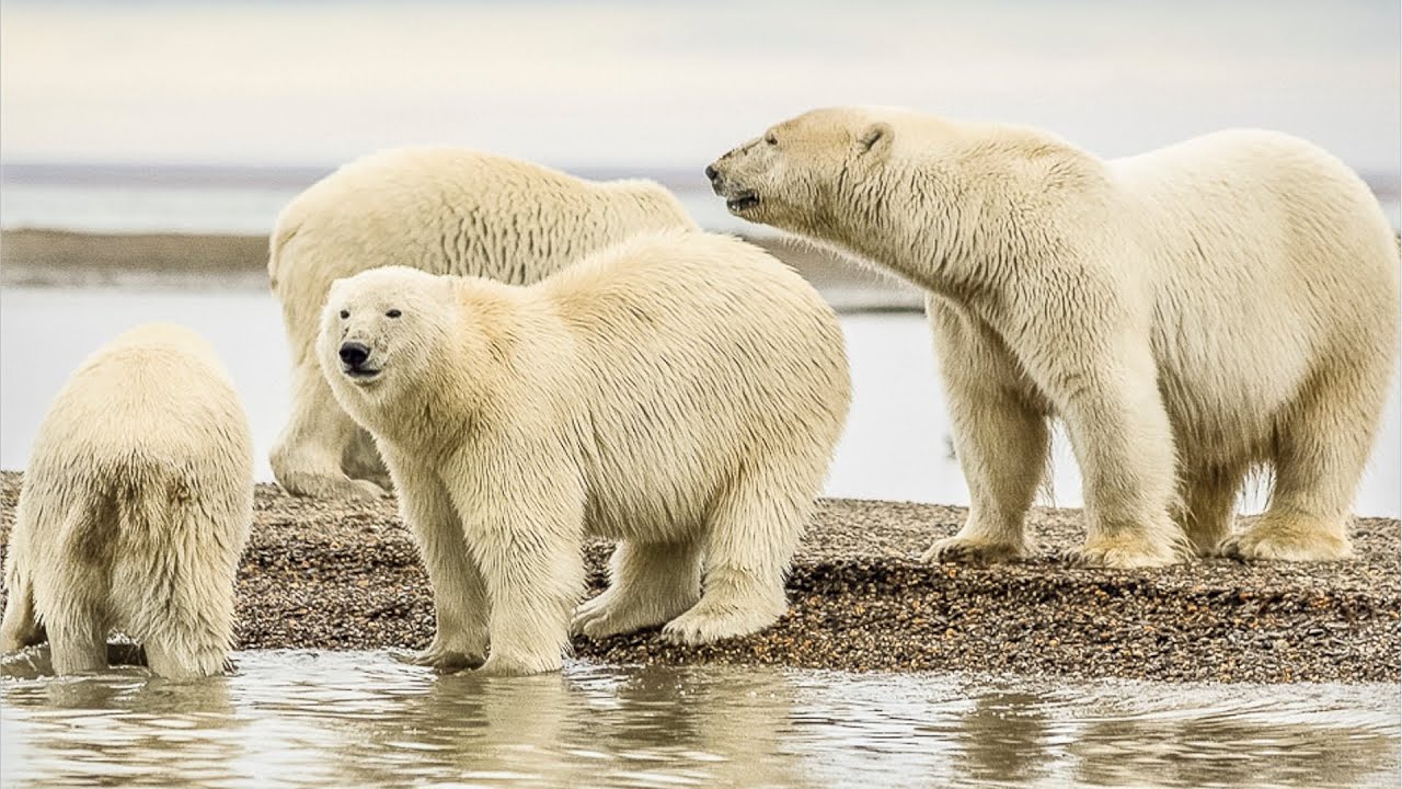 What is the True Color of a Polar Bear - Misconceptions About Polar ...
