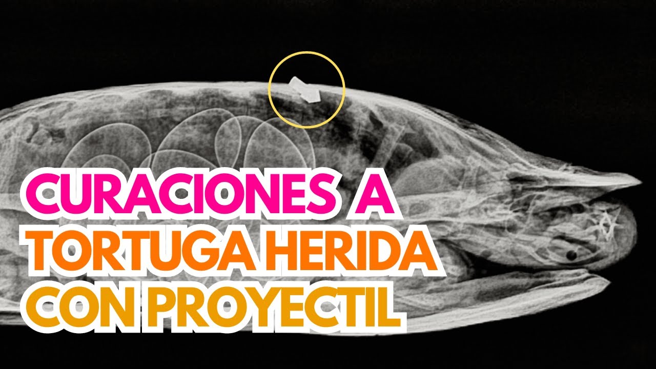Curaciones a tortuga herida con proyectil | Veterinaria Villa Dolores ...