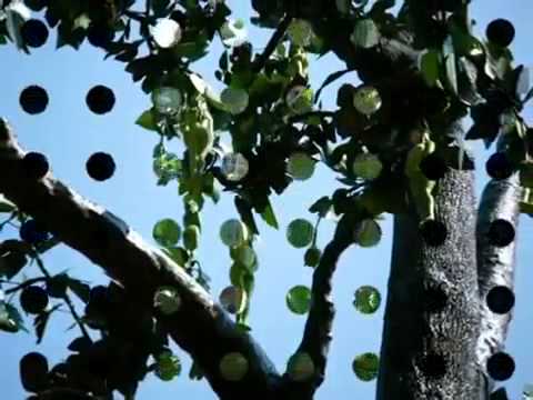Nareepol,Thailand's amazing tree - YouTube