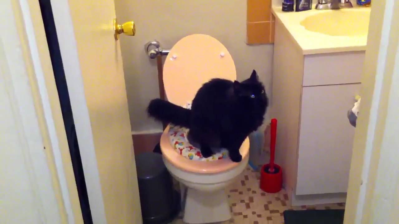 Toilet trained kitty - YouTube