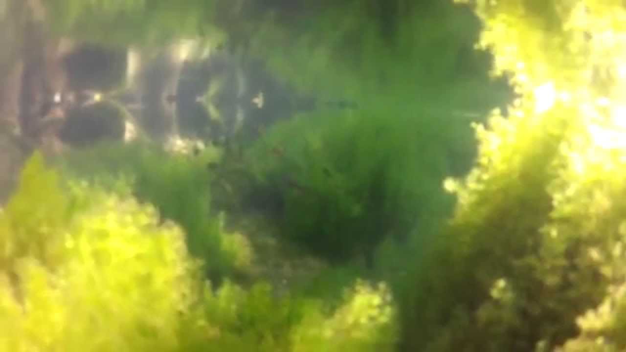GoPro HD Hero2 underwater focus test! - YouTube
