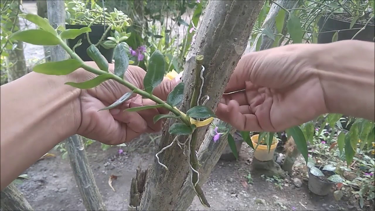 How to Propagate Dendrobium Anosmum - YouTube