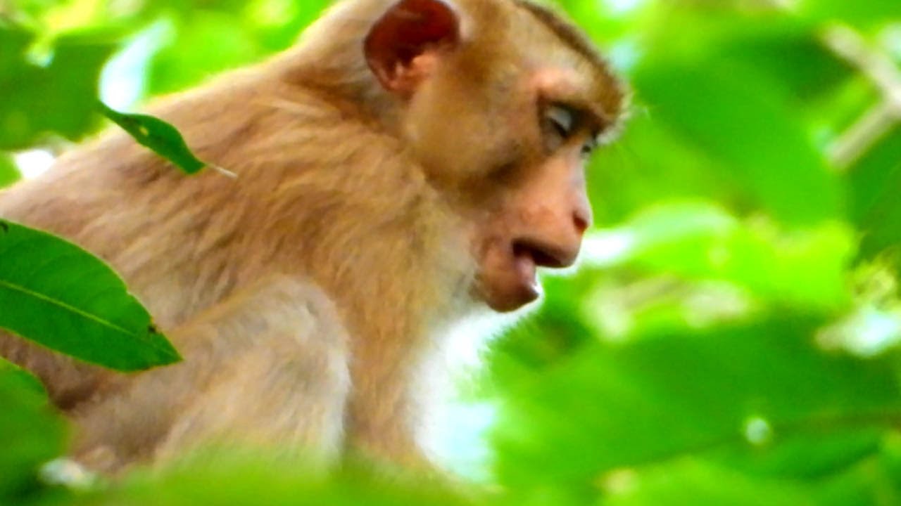 Heartbreaking: Sick Monkey Struggles For Every Breath - YouTube