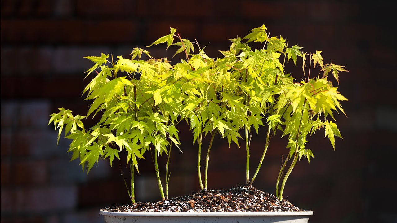 Easy to make Japanese maple group planting for anyone - YouTube