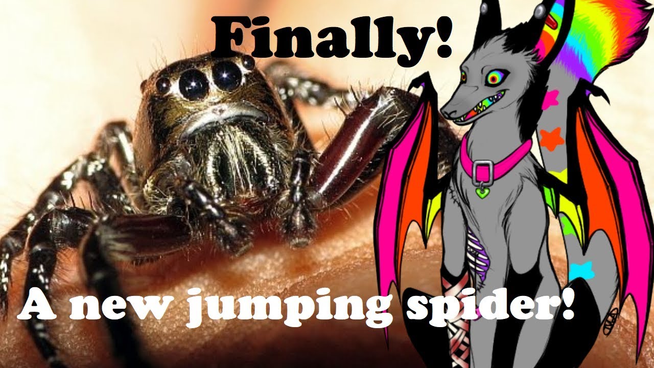 Unboxing Heavy Jumping Spider (Hyllus Diardi) from BugzUK - YouTube