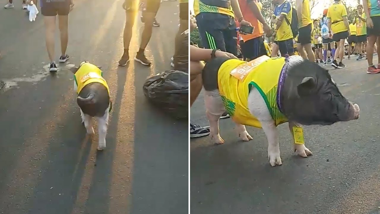 philippines new viral Pet Pig Runs Marathon With Owner - music ...
