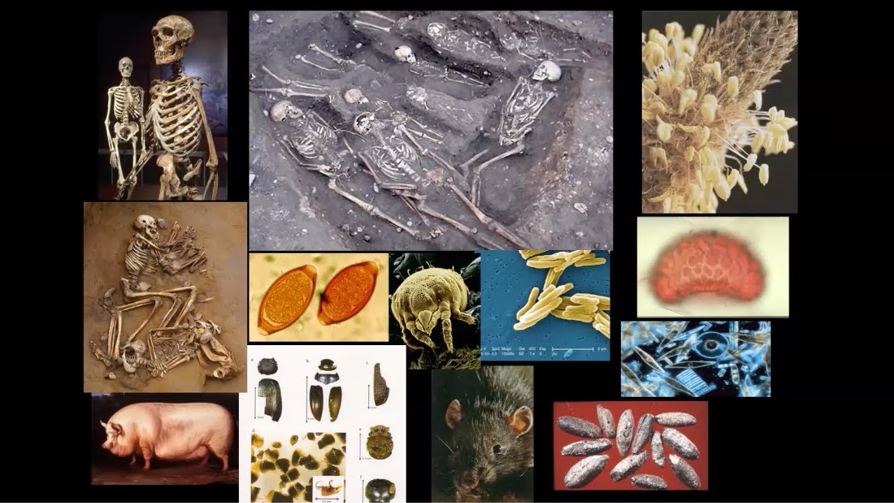 Can archaeological science save the world? – Keith Dobney - YouTube