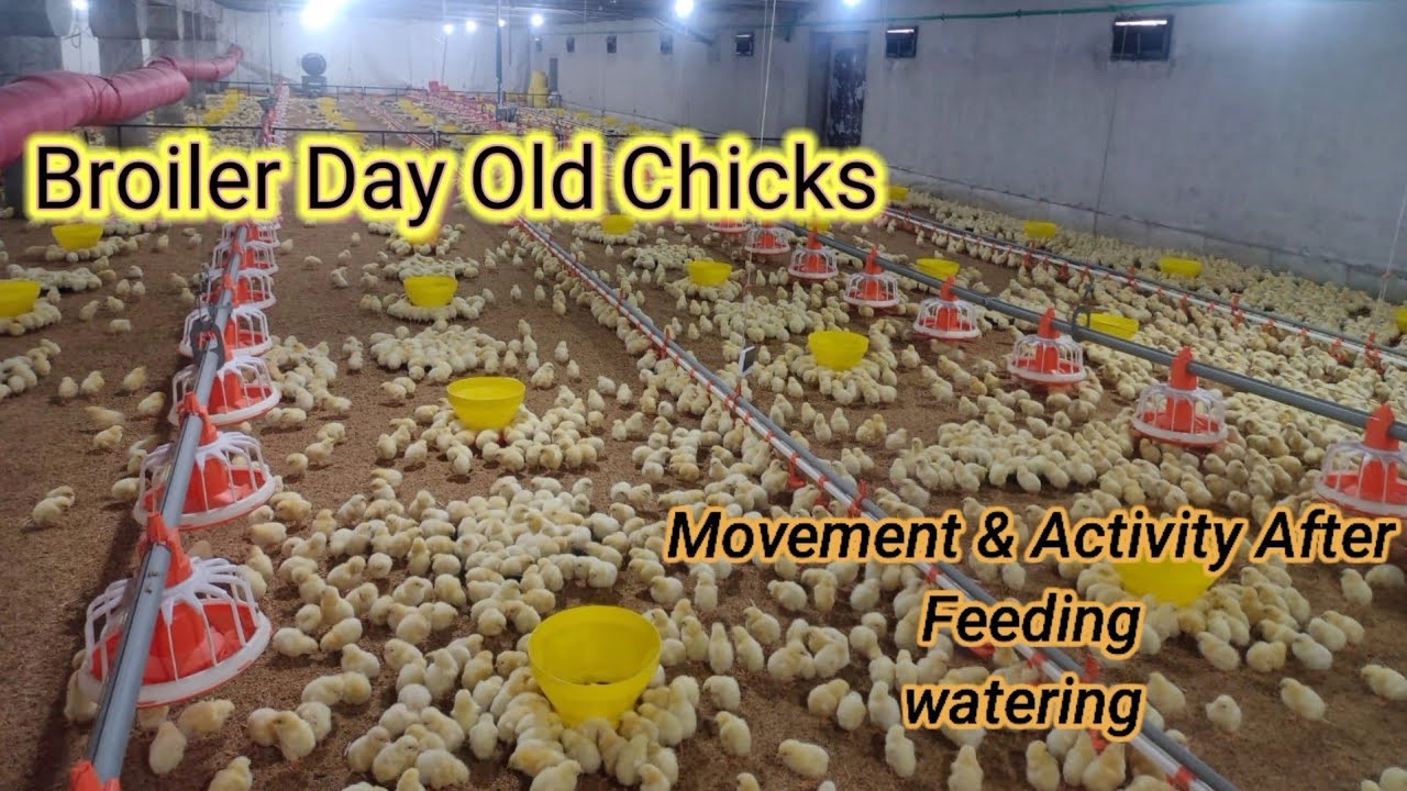 25,000 Broiler Day Old Chick| Movement After Feeding and watering ...