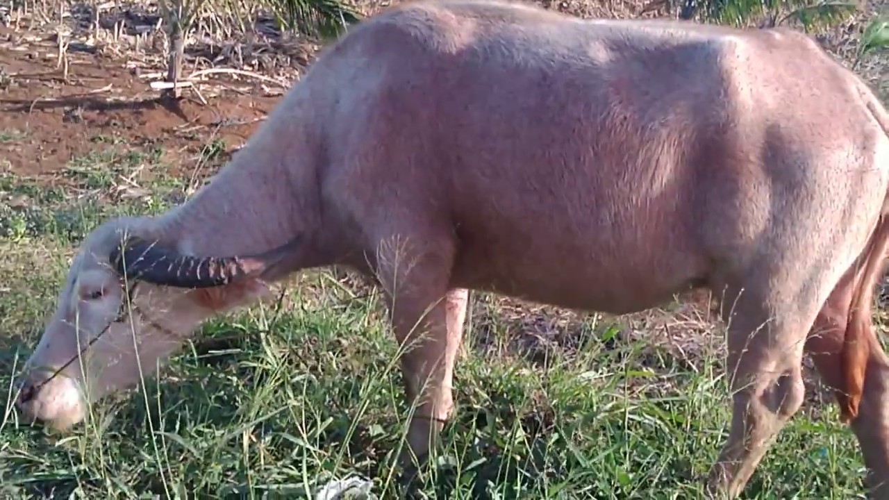 Albino I Rare White Carabao I Puting Kalabaw sa Pilipinas - YouTube