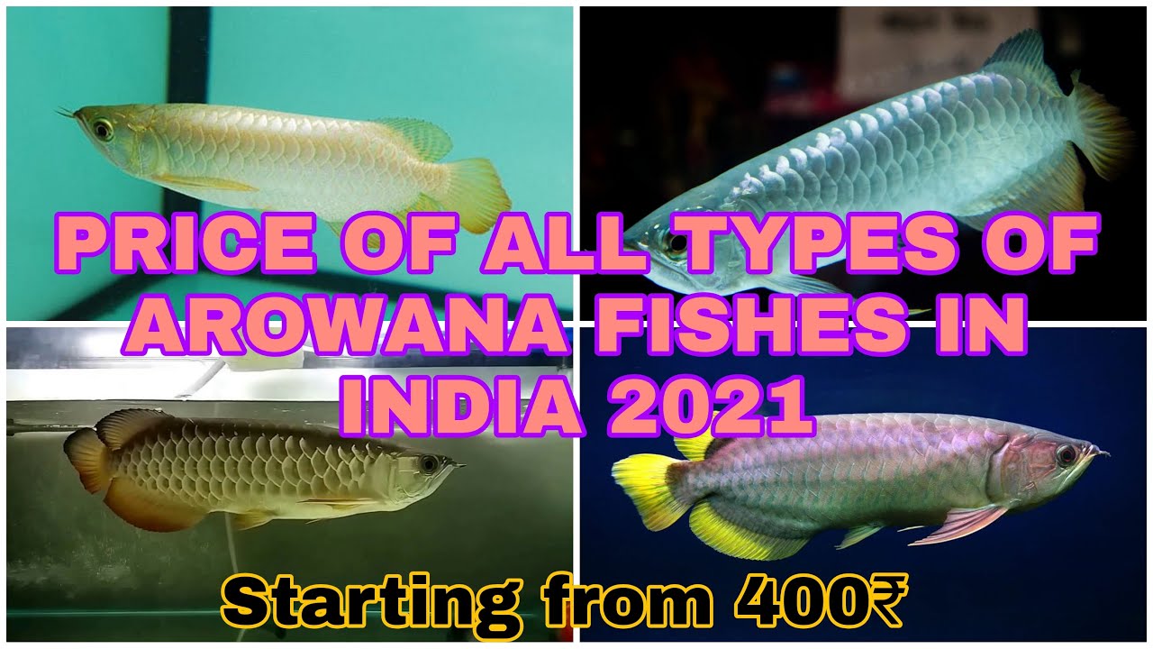 Arowana fish price in India in 2021 | Types of arowana fishes | Sahil's ...