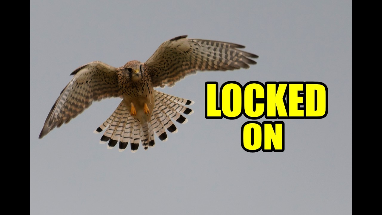 Kestrel Dive Attack! Watch This Falcon Hit Its Prey - YouTube