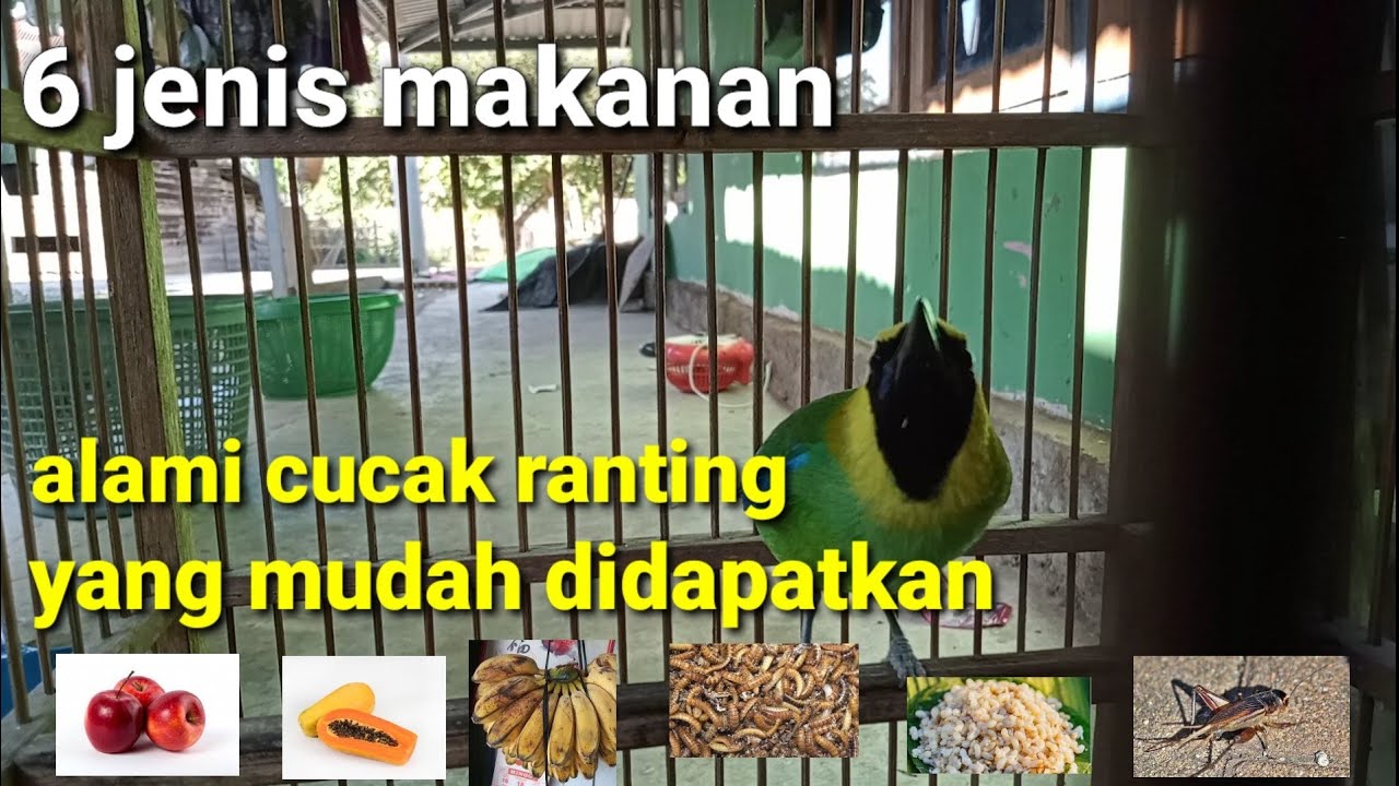 berikut || beberapa jenis makanan alami cucak ranting bisa makin gacor ...