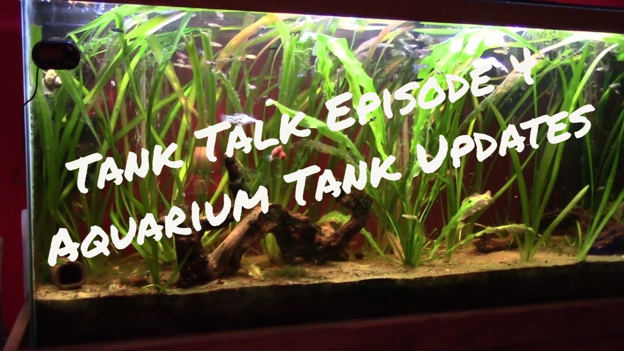 Tank Talk: Episode 4: Aquarium Tank Updates - YouTube