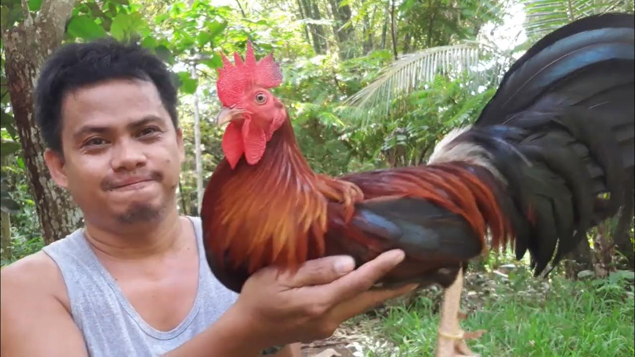 Duke Hulsey Lemon bullstag eddie sioson line...😇 - YouTube