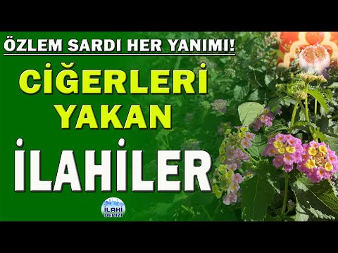 CİĞERLERİ YAKAN İLAHİLER 🌷 Özlem Sardı Her Yanımı - Kabir - Sana Geldim - Hak Yolu İlahi Dinle