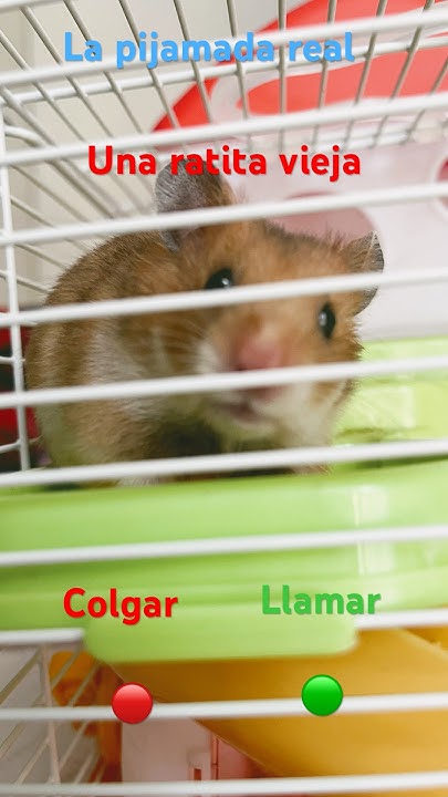 Contesta, te estoy llamando pipipi pi pu pi - YouTube