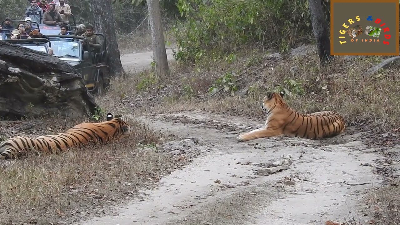 Tiger mating Rare footage first time of Kanha National Park I Mandla ...