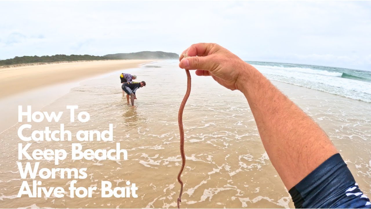 How to Catch and Keep Alive Beachworms for Bait - YouTube